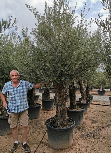 OLIVE TREES. Variety Picual. | thepalmtreecompany