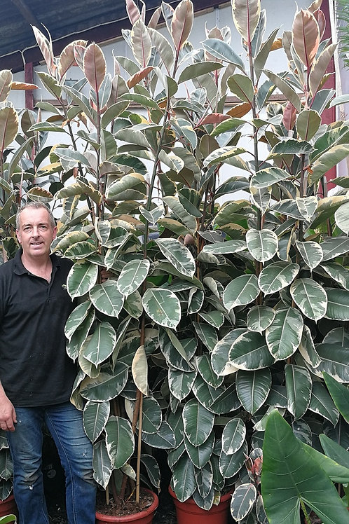 FICUS ELASTICA 'TINEKE'. Variegated Rubber Plant. | thepalmtreecompany