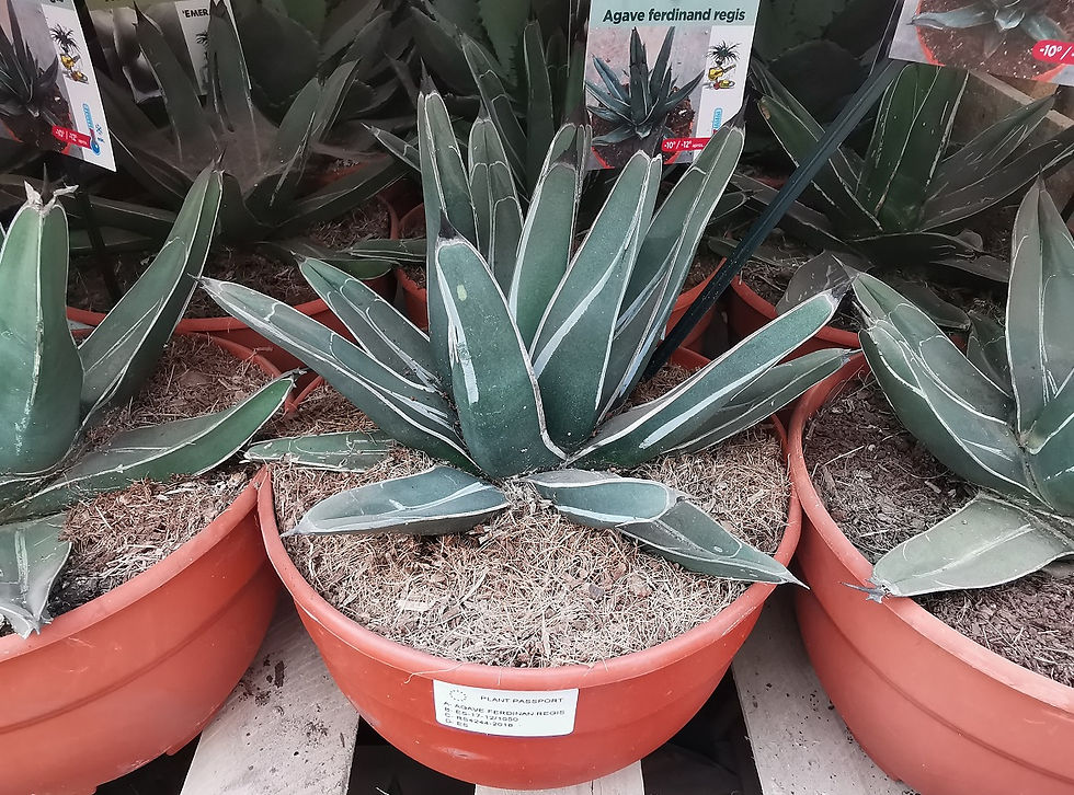 Agaves for Sale from The Palm Tree Company. 3/4
