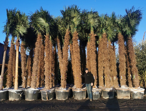 TRACHYCARPUS FORTUNEI. Chusan Palm. Windmill Palm. Free UK Delivery!