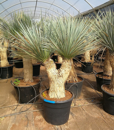 YUCCA ROSTRATA 'BLUE SWAN. Multi-head and Multi-trunk. | thepalmtreecompany