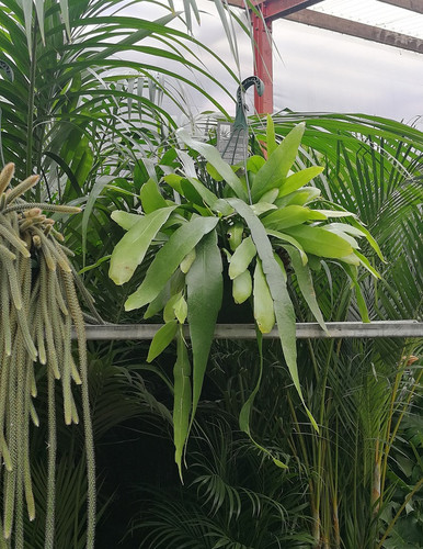 EPIPHYLLUM PUMILLUM. Hanging Cactus. | thepalmtreecompany