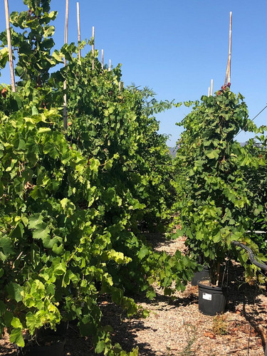 GRAPE VINES. Variety 'Dominga'. | thepalmtreecompany