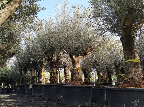 OLIVE TREES. Variety Picual. | thepalmtreecompany