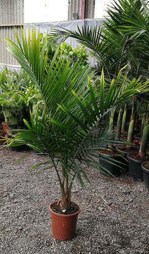 RAVENEA RIVULARIS. Majesty Palm. | thepalmtreecompany