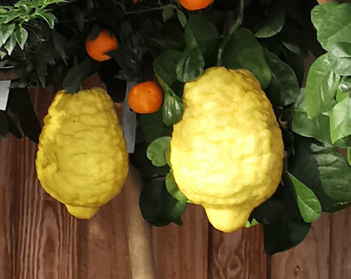 CITRUS 'LIPO'. Citrus Lemon x Citrus Paradisi. | thepalmtreecompany