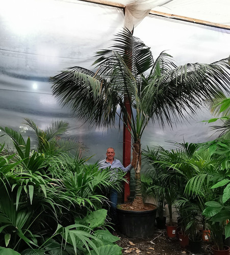 HOWEA FORSTERIANA. Kentia Palm. Single Trunk | thepalmtreecompany