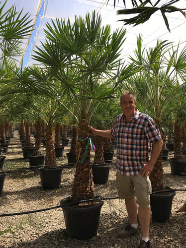 COPERNICIA ALBA PALM. Caranday Palm | thepalmtreecompany