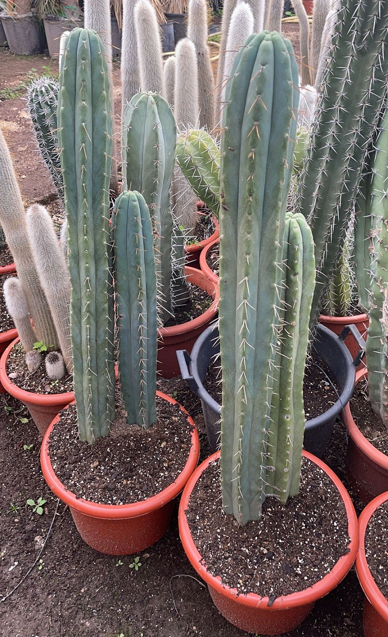 Large Cactus and Succulents for sale. The Palm Tree Company.