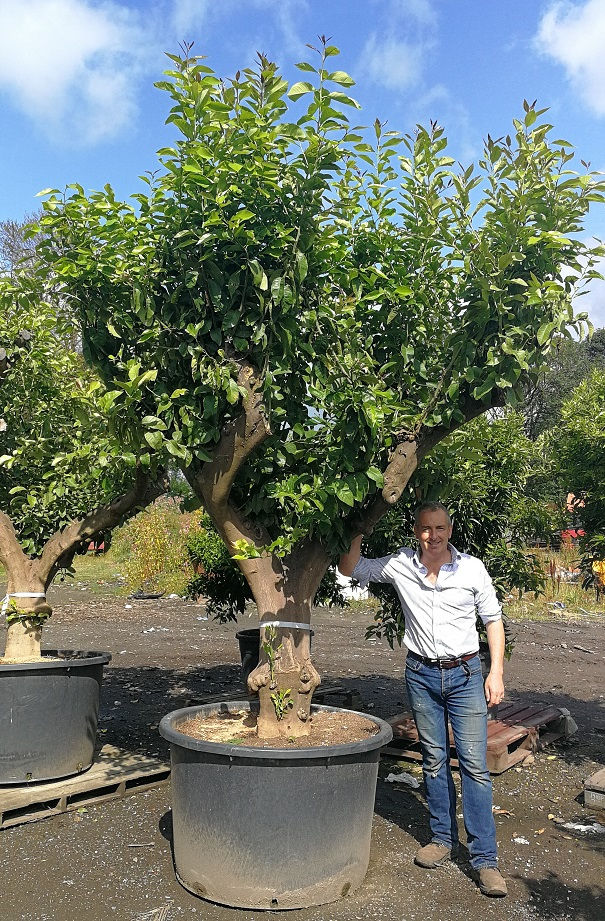 Citrus Trees. The Palm Tree Company. 2/2