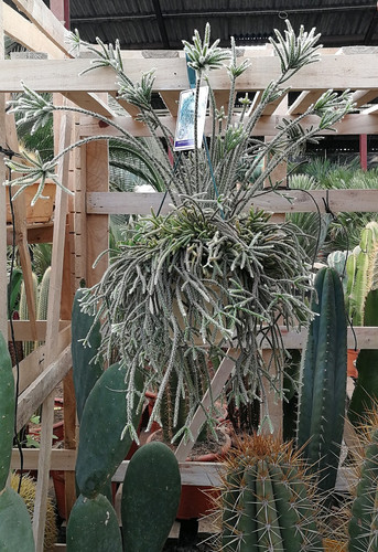 RHIPSALIS PILOCARPA. Hanging Cactus | thepalmtreecompany