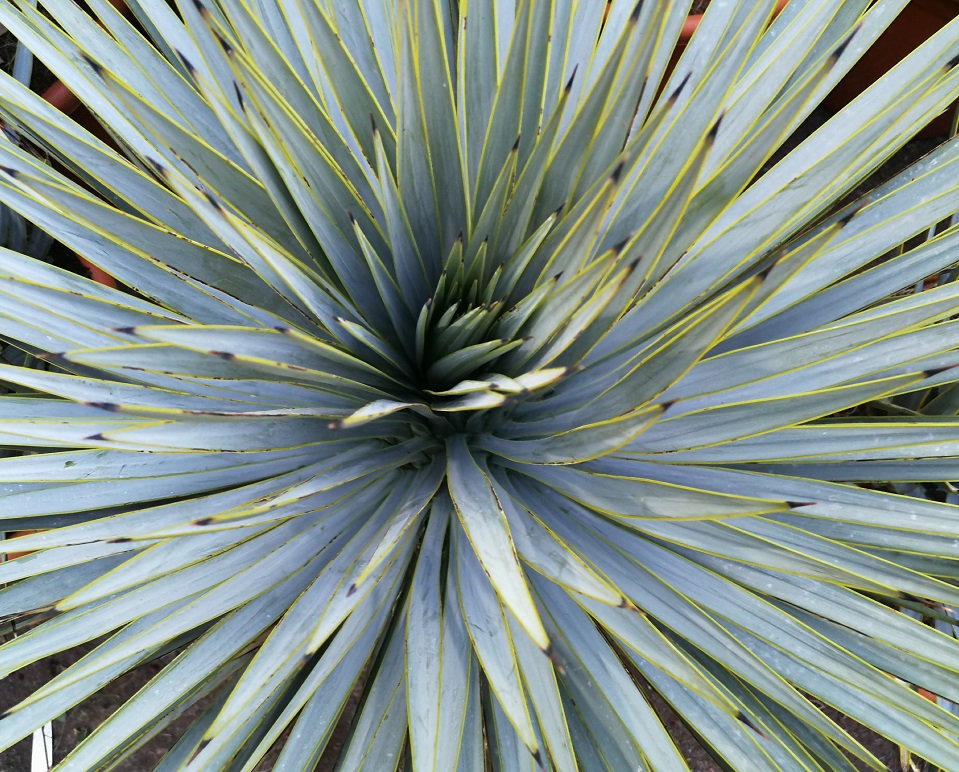 YUCCA ROSTRATA x YUCCA RIGIDA HYBRID. | thepalmtreecompany