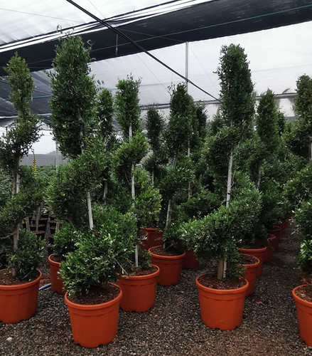 OLIVE TREES. Spiral Topiary Formation | thepalmtreecompany