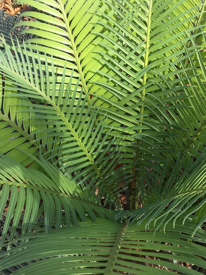 Cycas Circinalis. Queen Sago. FREE UK Delivery!