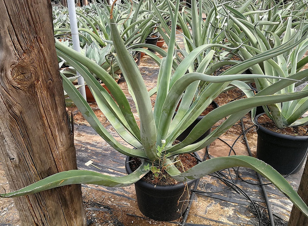 Agaves for Sale from The Palm Tree Company.