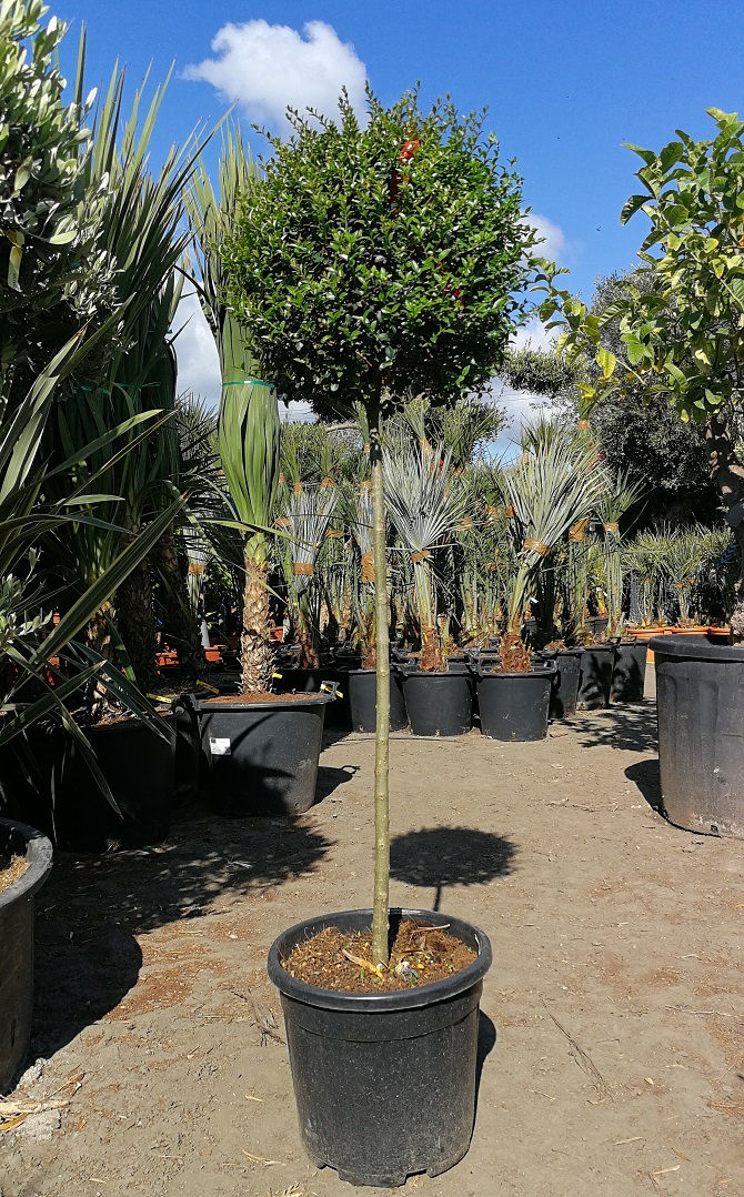 LIGUSTRUM JONANDRUM. Ball Topiary. | thepalmtreecompany