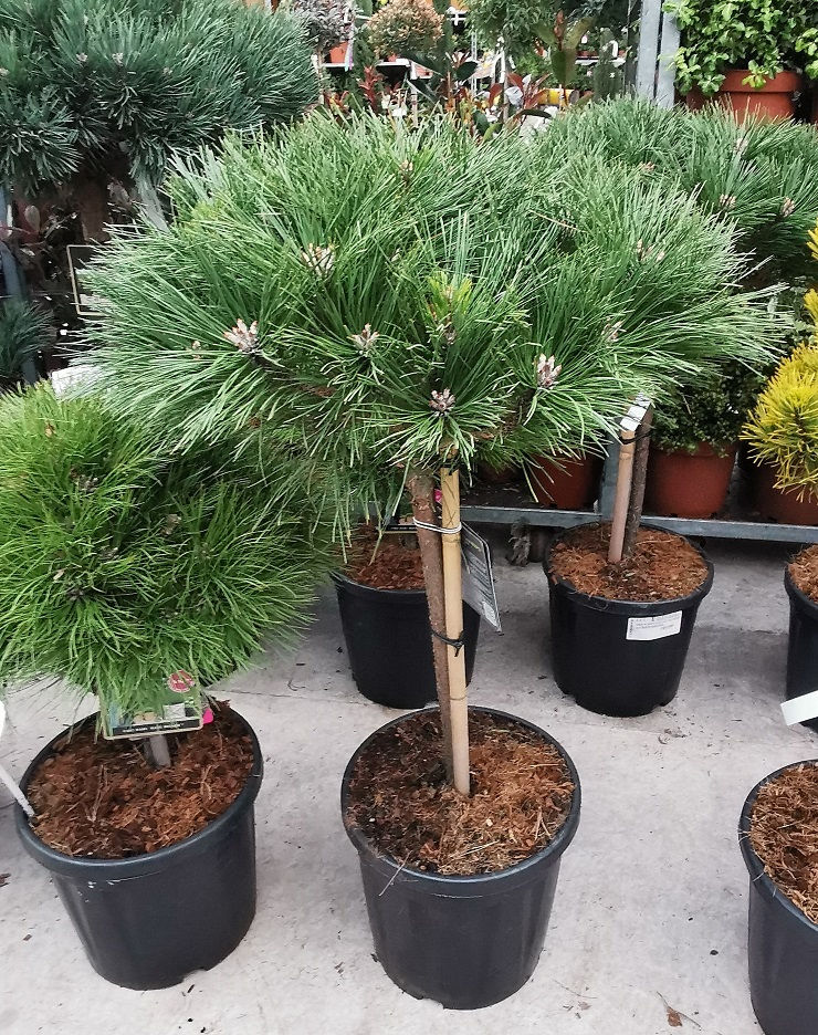 PINUS NIGRA BREPO. Dwarf Austrian Pine. | thepalmtreecompany