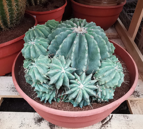 FEROCACTUS GLAUCESCENS var INERMIS | thepalmtreecompany