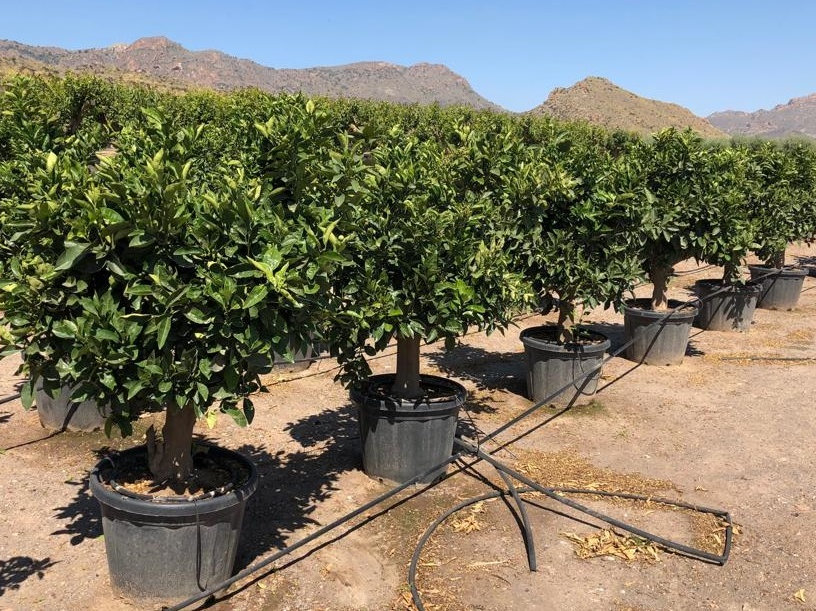 CITRUS TREES. Sweet Orange. Free UK Delivery!