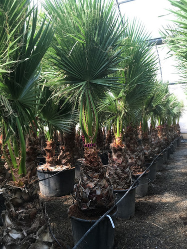 WASHINGTONIA ROBUSTA. FREE UK Delivery ! | thepalmtreecompany