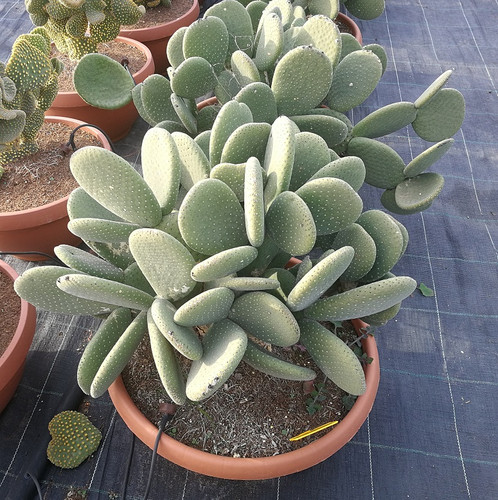 OPUNTIA INERMIS. | thepalmtreecompany