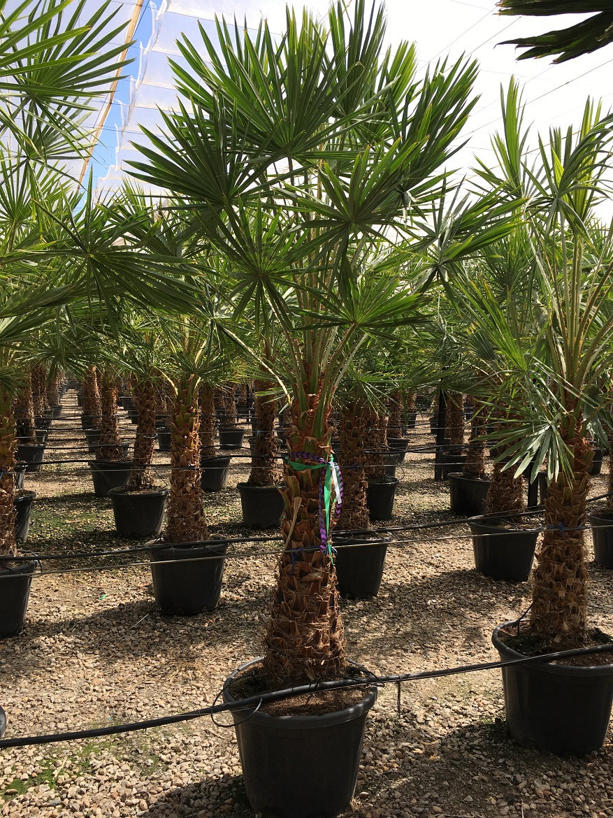 COPERNICIA ALBA PALM. Caranday Palm | thepalmtreecompany