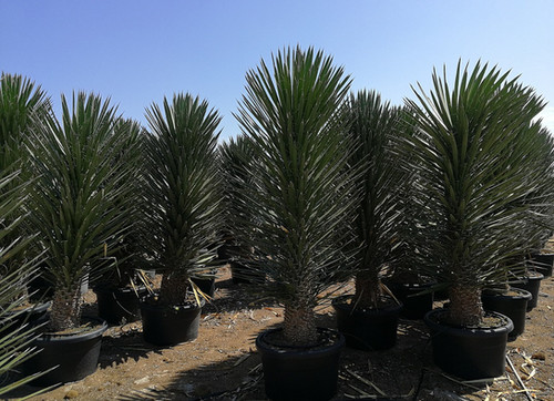 YUCCA FILIFERA 'AUSTRALIS'. Free UK Delivery! | thepalmtreecompany