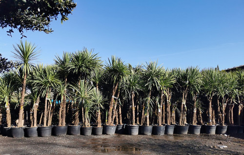 CORDYLINE AUSTRALIS. Multi Trunk and Multi Head. | thepalmtreecompany