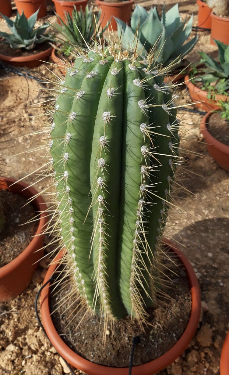 Large Cactus and Succulents for sale. The Palm Tree Company. 4/7