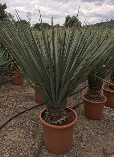 Yuccas for Sale. The Palm Tree Company.