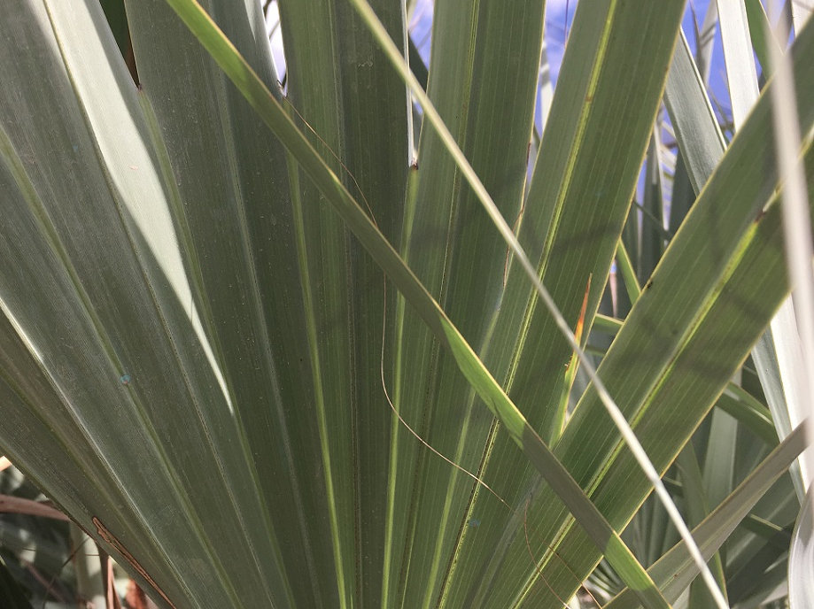 NANNORRHOPS RICHIANA. Mazari Palm.