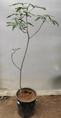 ADANSONIA GRANDIDIERI. Grandidieri's Baobab. | thepalmtreecompany