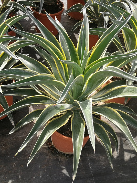 AGAVE DESMETTIANA 'VARIEGATA. Variegated smooth Agave. | thepalmtreecompany