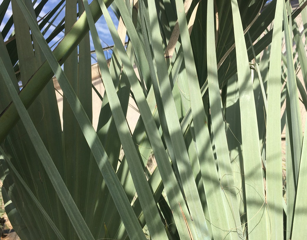 NANNORRHOPS RICHIANA. Mazari Palm.
