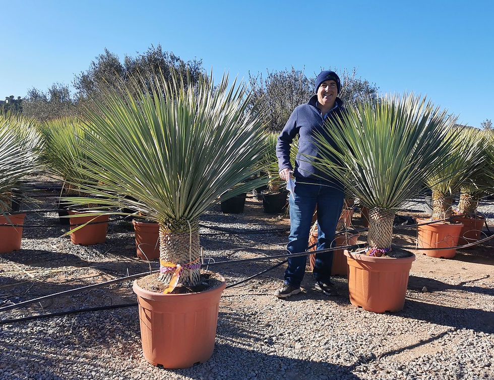 Yuccas for Sale. The Palm Tree Company.