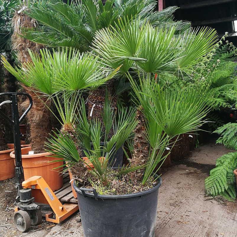 CHAMAEROPS HUMILIS. European Fan Palm. Free UK Delivery ...
