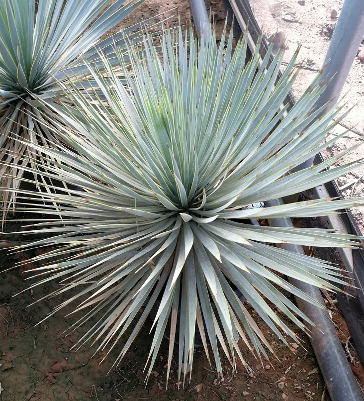 YUCCA ROSTRATA x YUCCA RIGIDA HYBRID. | thepalmtreecompany