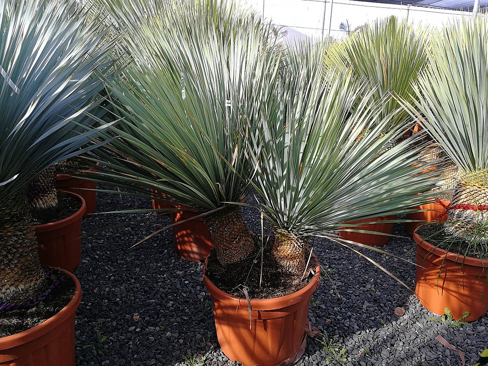 YUCCA ROSTRATA. Multi Trunk. | thepalmtreecompany