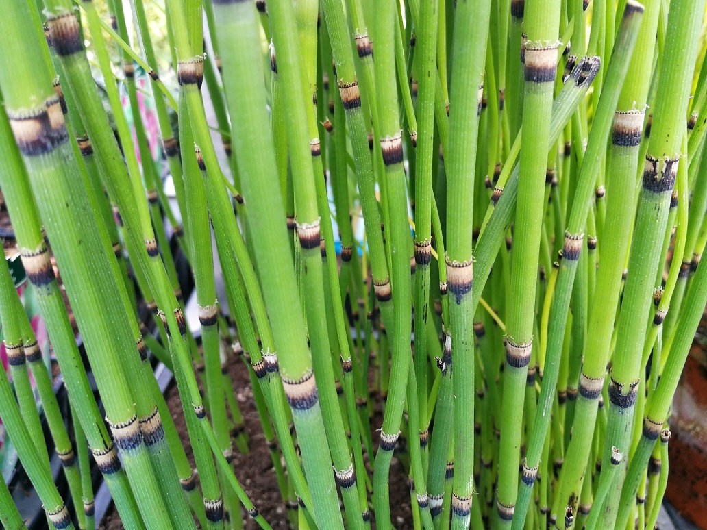 EQUISETUM JAPONICUM. Barred Horsetail. Marginal Pond Plant ...