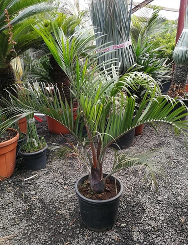 Palm Trees for Sale. Premium Quality. The Palm Tree Company.