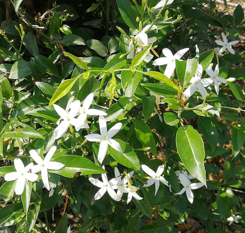 JASMINUM OFFICINALE. Common Jasmine | thepalmtreecompany