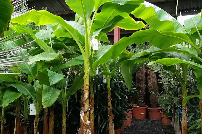 MUSA BASJOO. Free UK Delivery! | thepalmtreecompany