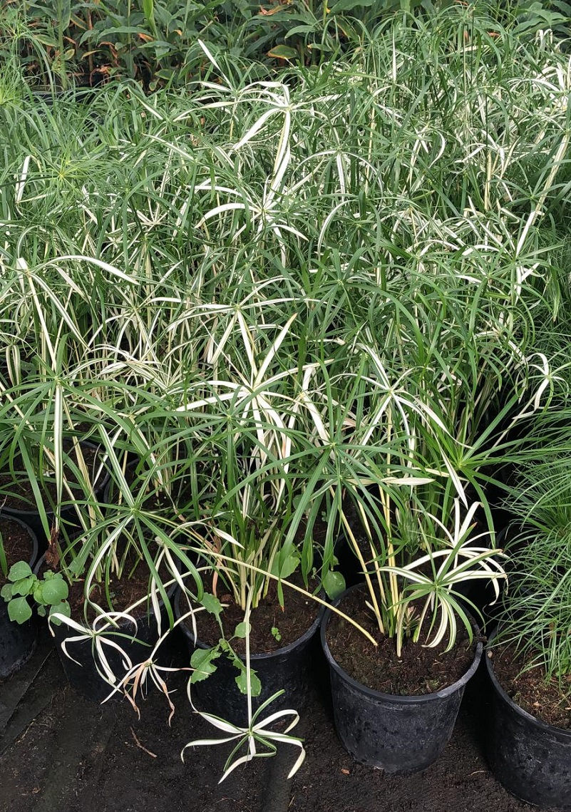 Buy 'Jungle' Style Plants Online At The Palm Tree Company 2/2