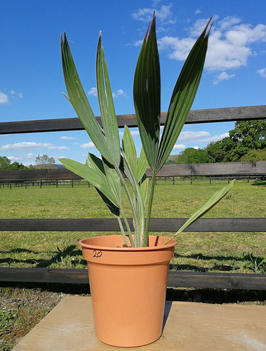 SABAL MARITIMA. Bull Thatch Palm. | thepalmtreecompany