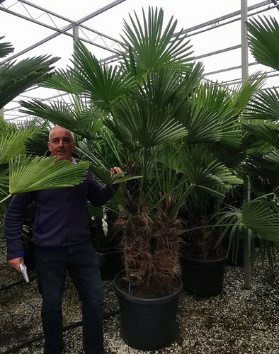 TRACHYCARPUS WAGNERIANUS GROUP PALM TREES. | thepalmtreecompany