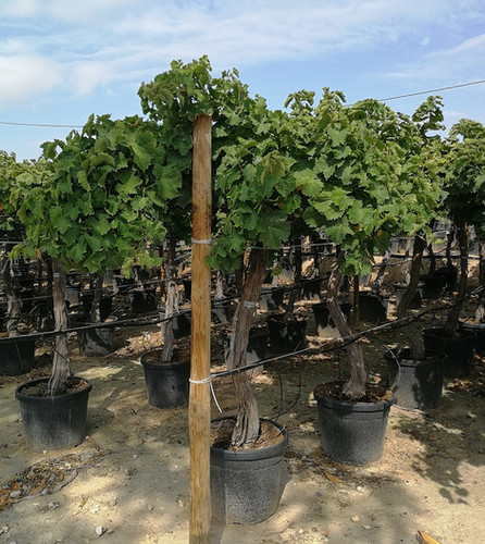 GRAPE VINES. Vitis vinifera 'Superior'. Free UK Delivery!