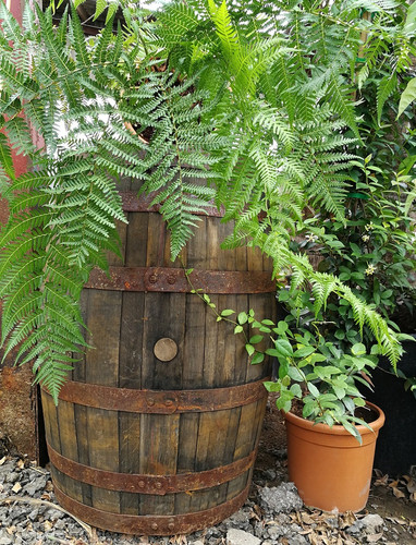 GENUINE OAK WHISKY BARRELS