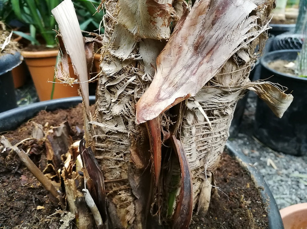 ALLAGOPTERA ARENARIA. Seashore Palm | thepalmtreecompany