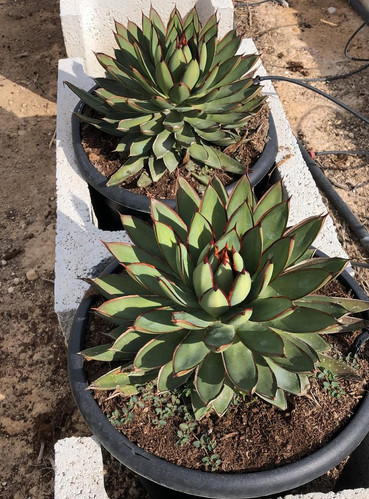 AGAVE RED EDGE. | thepalmtreecompany