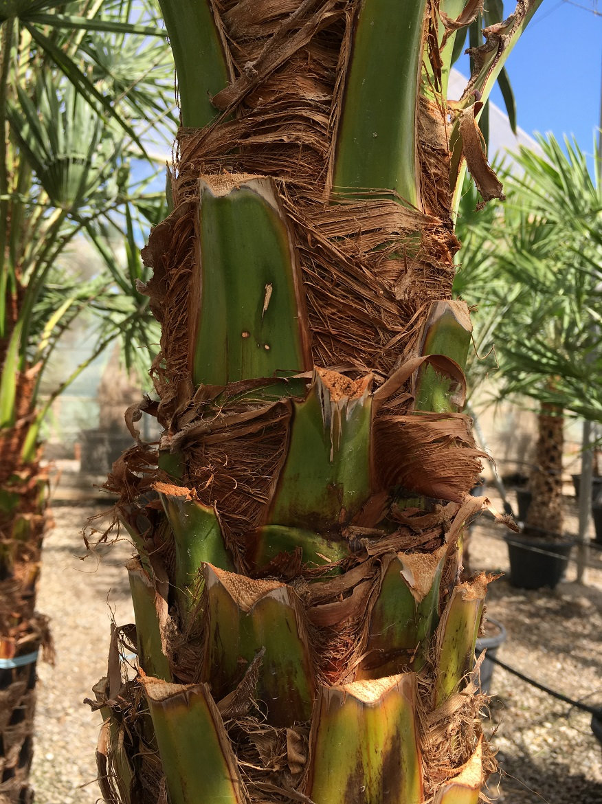 COPERNICIA ALBA PALM. Caranday Palm | thepalmtreecompany